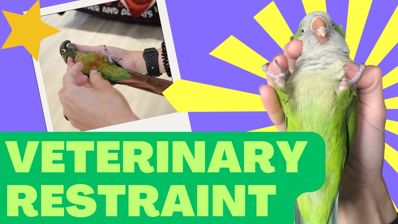 Training Veterinary Restraint | Cooperative Care - YouTube