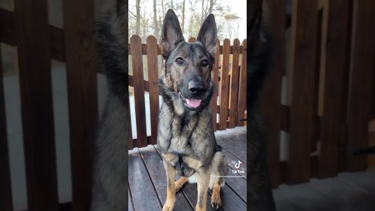 SIRI VOICEOVER SADIE THE SABLE SHEPHERD TIKTOK COMPILATION 😂 - YouTube