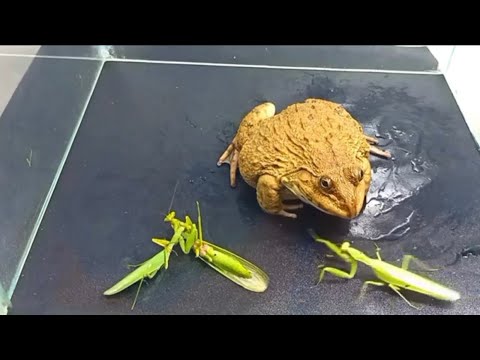 Bullfrog eat everything , frog eat mantis