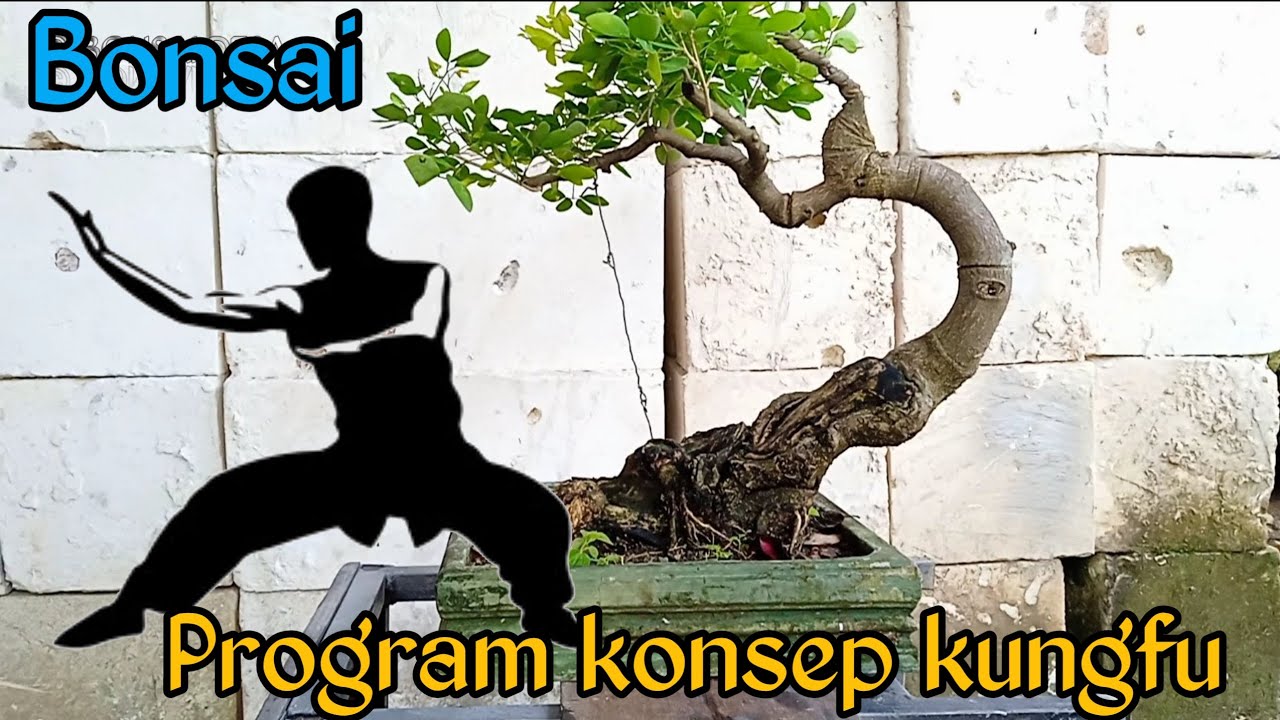 Bonsai asem terbaik - YouTube