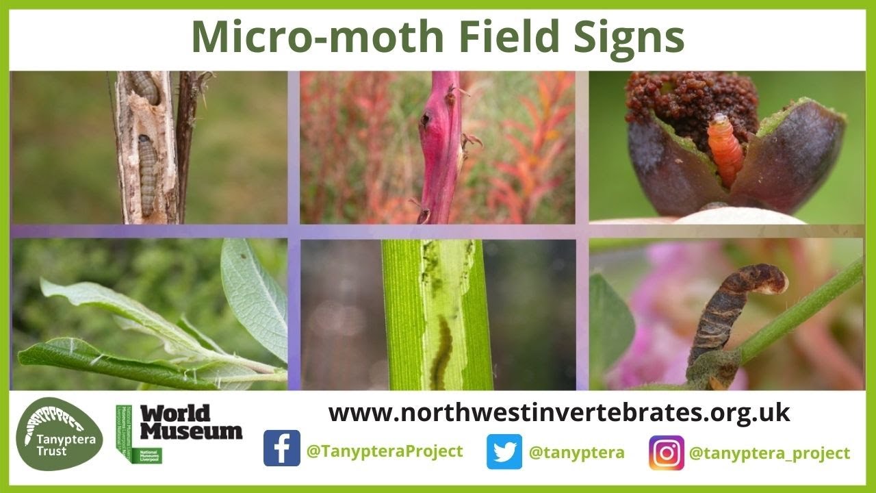UK Micro-moth Field Signs - YouTube