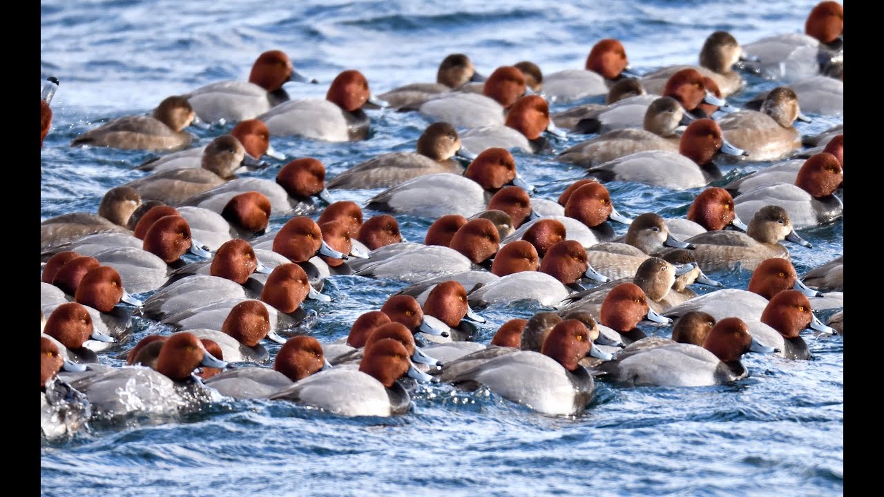 Winter Waterfowl Along Toronto's Waterfront - YouTube