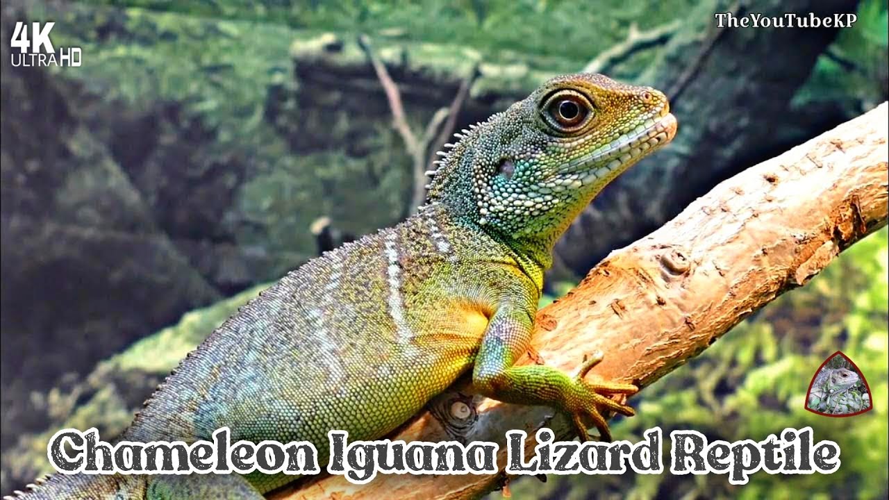 Chameleon Iguana Lizard Reptile In 4K ULTRA HD Water Dragon Lizard ...