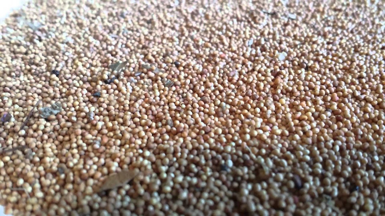 Jumping oak tree seeds on a plate. - YouTube