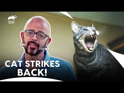 Cat Fainted! Jackson Rushed Him to Medical Emergency | My Cat From Hell S8 E1, 8, 5 | Animal Planet