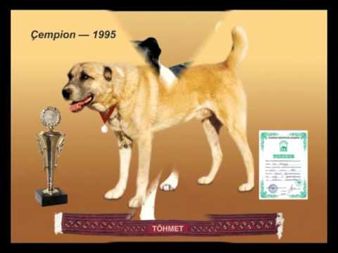 Turkmen Alabai - ancestor of central asian shepherd dog - YouTube