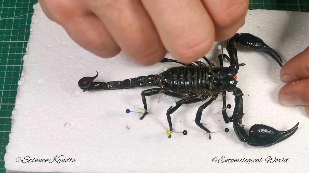 How to pin an scorpion / Scorpion präparation / Entomologie / preserve ...