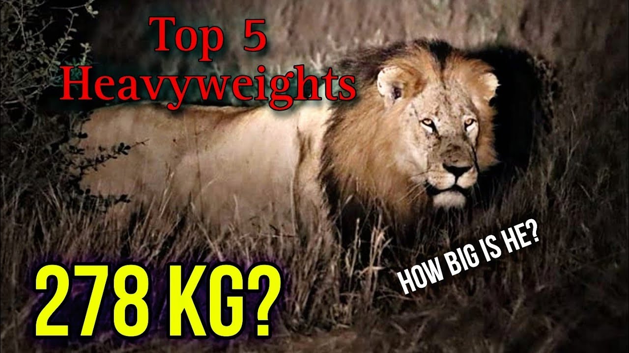 Top 5 Lion weights caught on camera - prt 1 - YouTube