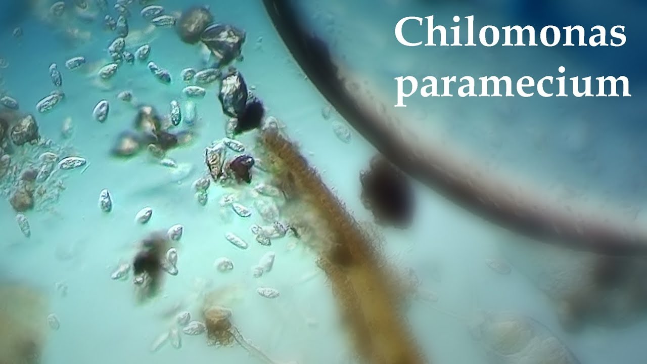 Chilomonas paramecium - YouTube