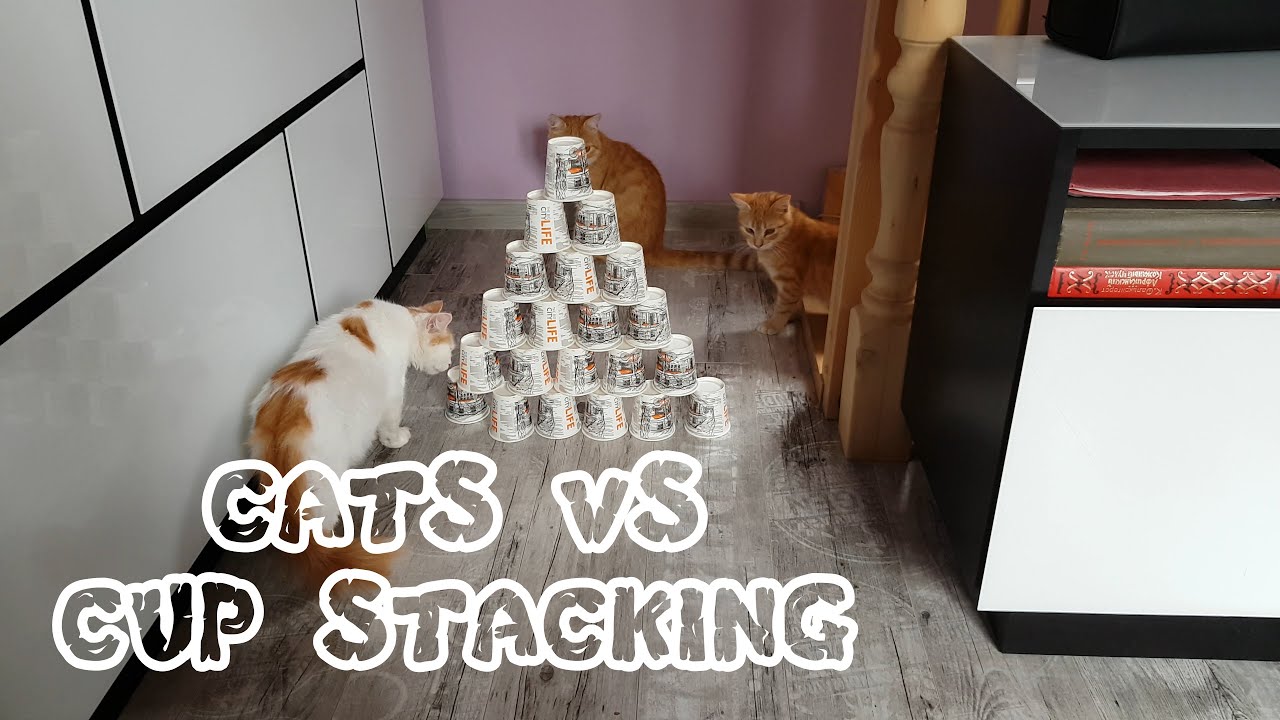 Cats vs Cup Stacking | One More Cat - YouTube