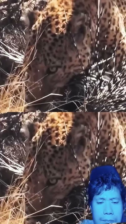 Leopard hunting for food #leopard #porcupine #wildlife #porcupinetree # ...