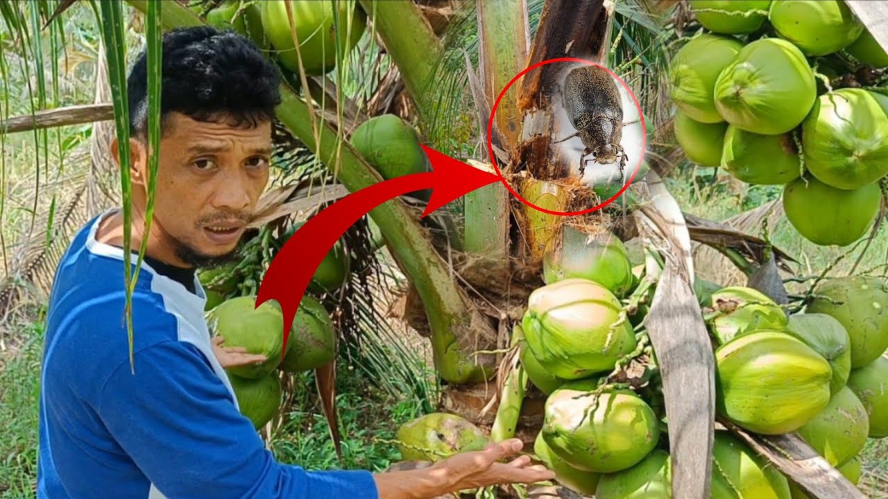 PINSALA NG SALAGUBANG O BAKUKANG SA ATING MGA NIYOG, ANO KAYA ANG LUNAS ...