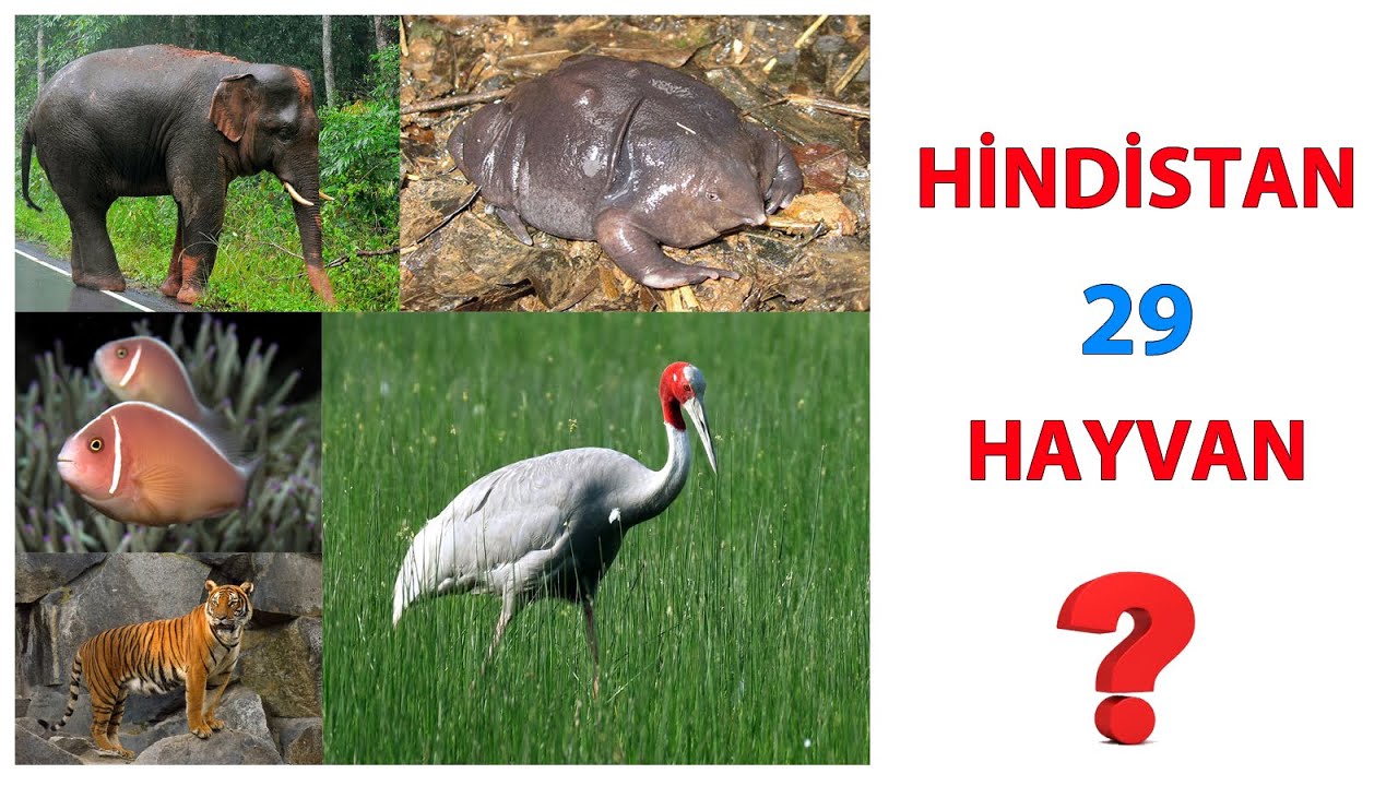 Hindistan’da Yaşayan 29 Hayvan - YouTube