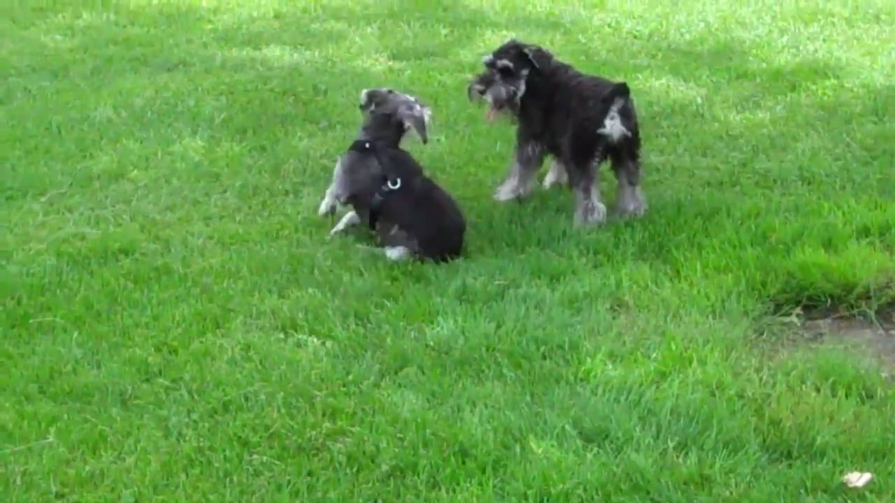 Cute puppies playing - YouTube