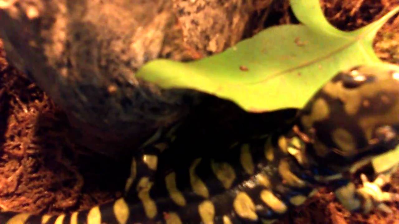 Tiger Salamander and Green Tree Frog breeding - YouTube