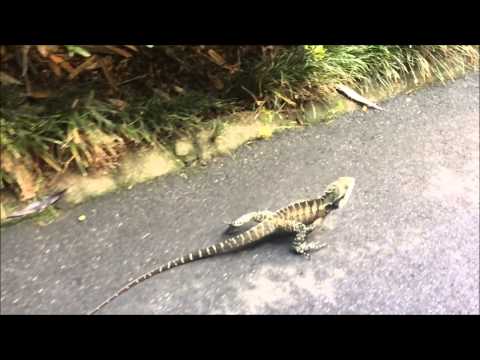Lizard running in slow motion - YouTube