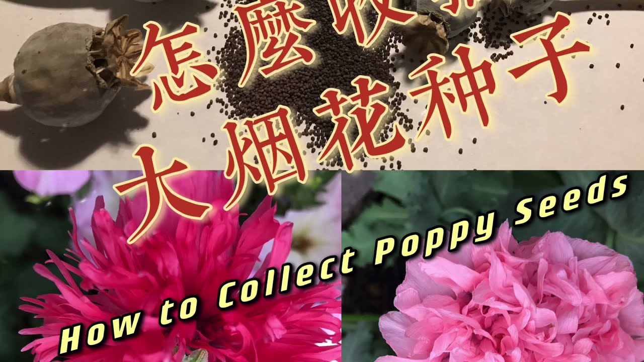 如何釆摘大烟花种子How to Collect Poppy Seeds - YouTube