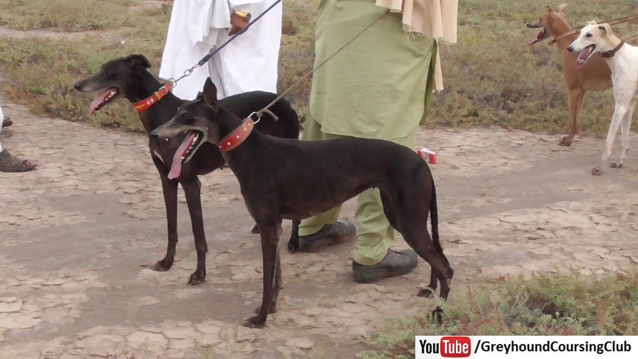 outclass shikari dog getting ready fo season 2025 - YouTube
