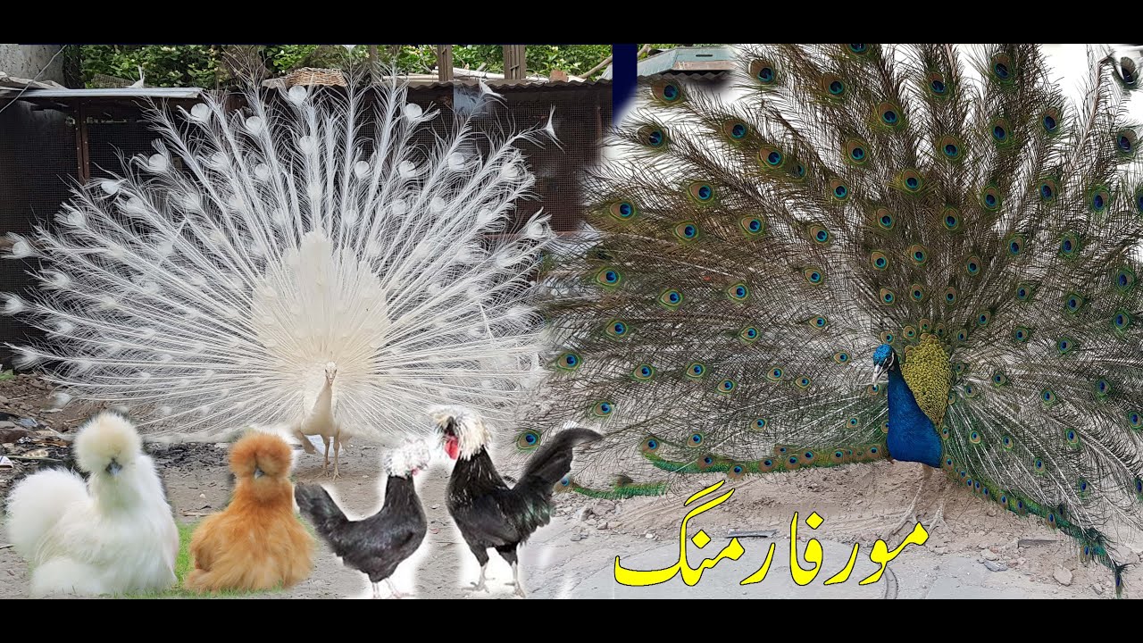 Amazing Farm House In Pakistan | Daily Vlog Hassan lahori #birds # ...