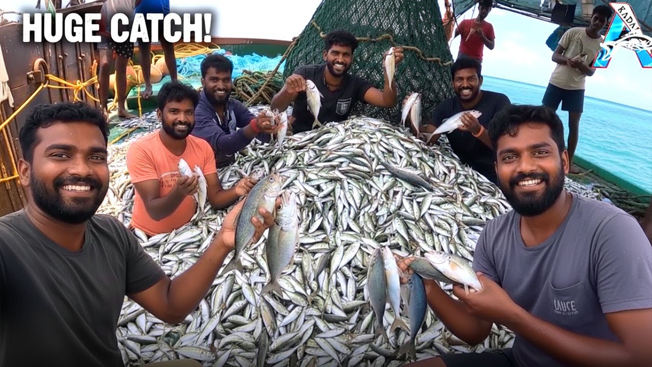 Unbelievable Giant Trawler Nets Tons of Mackerel in a Single Catch At ...