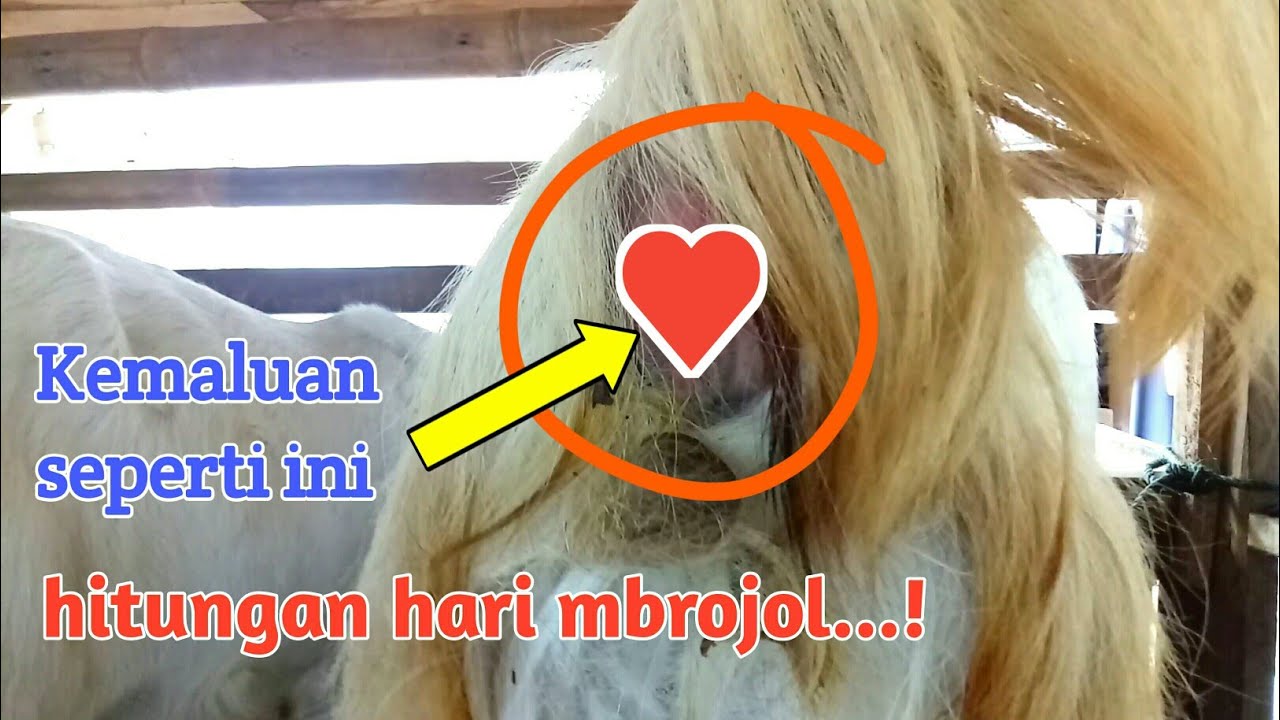 Ciri ciri kambing dara bunting tua || Kambing bunting tua #kambing #kambingbunting - YouTube