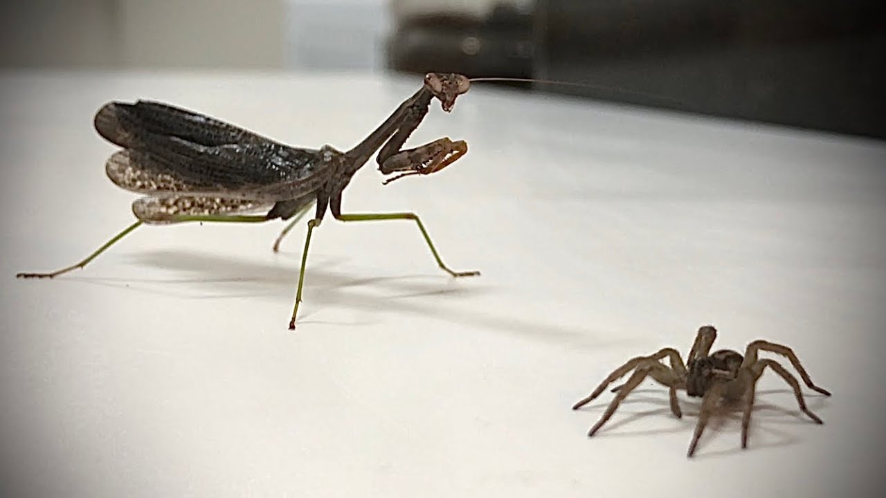 Carolina Mantis VS Wolf Spider - YouTube