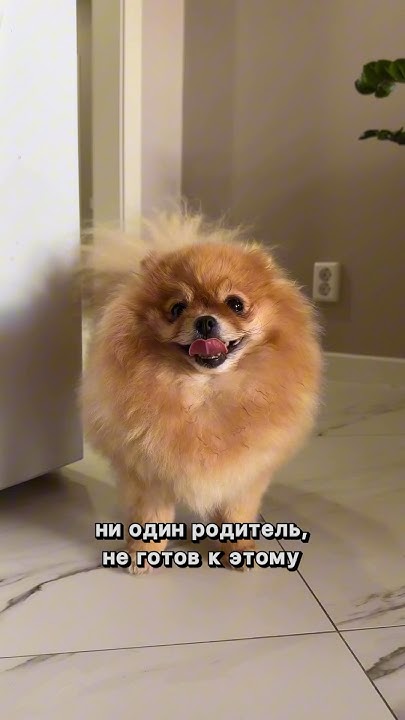 Ни один родитель, не готов к этому #немецкийшпиц #собака # ...
