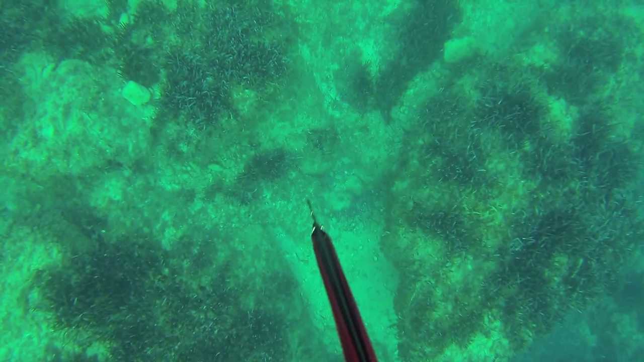 Spearfishing Malta 2012 - Octopus (Qarnita) - YouTube