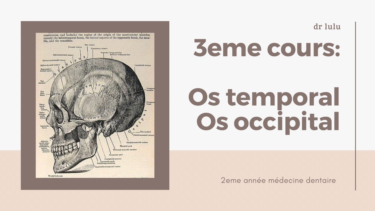 3- Os temporal, os occipital (cours de la 2eme année médecine dentaire ...