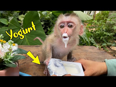 First time eating yogurt, baby monkey ZIM has a funny reaction | Monkey ...