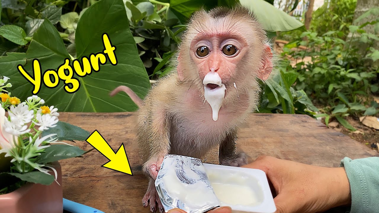 First time eating yogurt, baby monkey ZIM has a funny reaction | Monkey ...