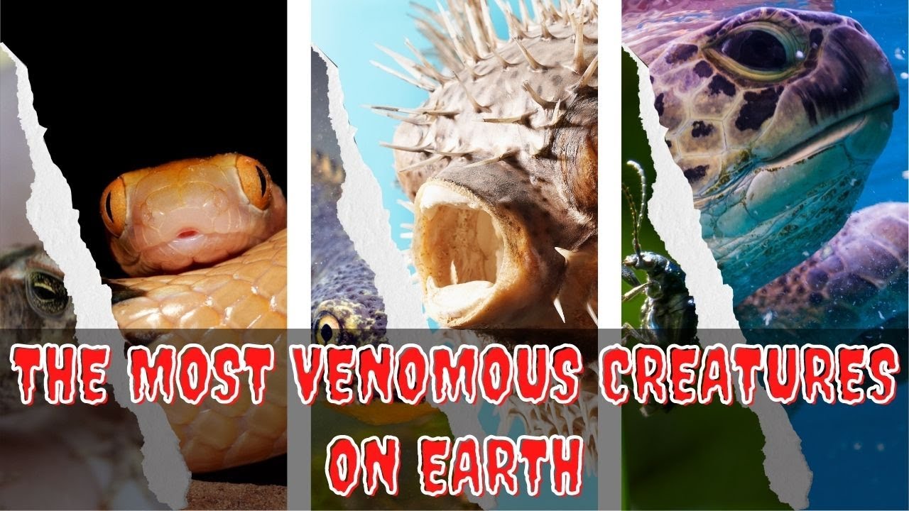 Exploring the Deadly World of Venom: Meet the Most Venomous Creatures ...