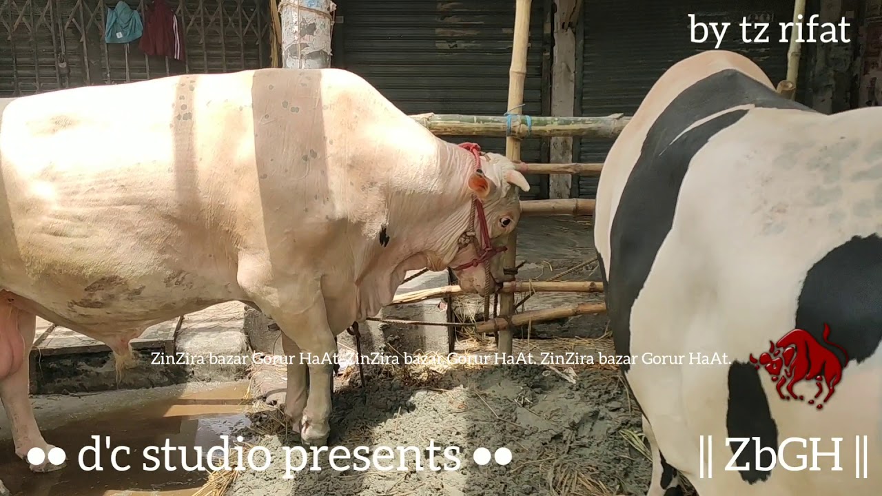 541 | Lineup of Deshi Bulls, Indian Bolods & Aussie Giants | Traditional Noyabazar Gorur Haat ...