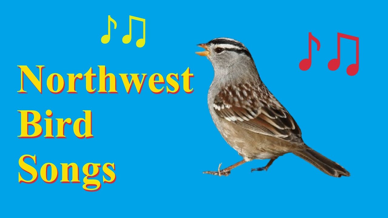 Learn 28 Backyard Bird Songs | Pacific NW [Beginners Guide] - YouTube