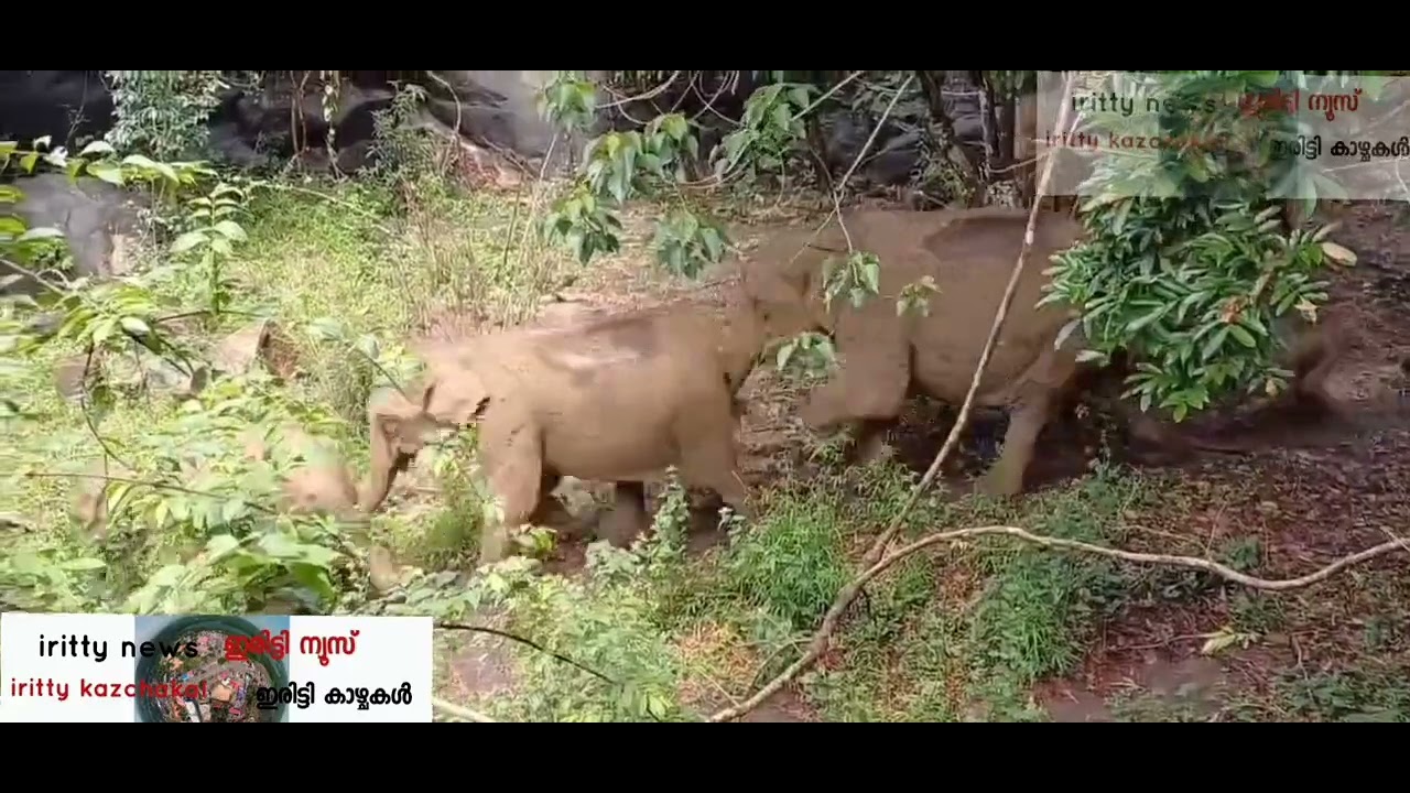 iritty kazchakal. - aralam farm - YouTube