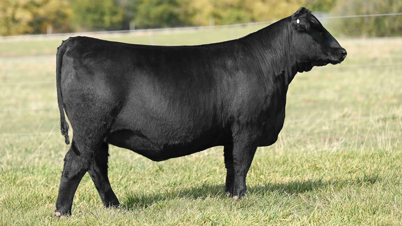 Dameron Angus: Lot 51 - YouTube