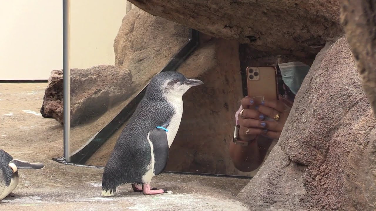 Little blue penguins make their debut at Birch Aquarium - YouTube