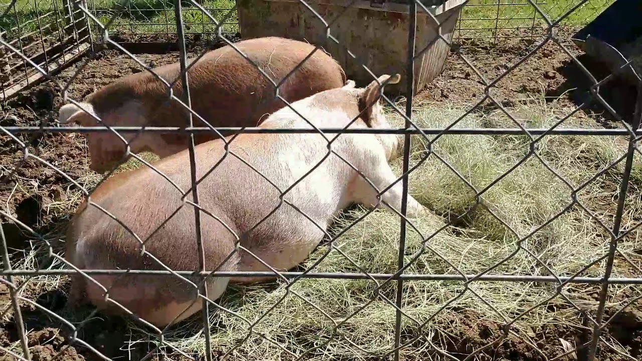 Who Let The Hogs Out !!! - YouTube