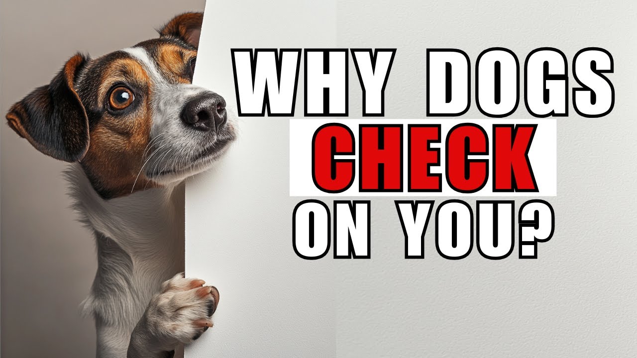 Why Dogs Keep Checking on Their Owners? - YouTube