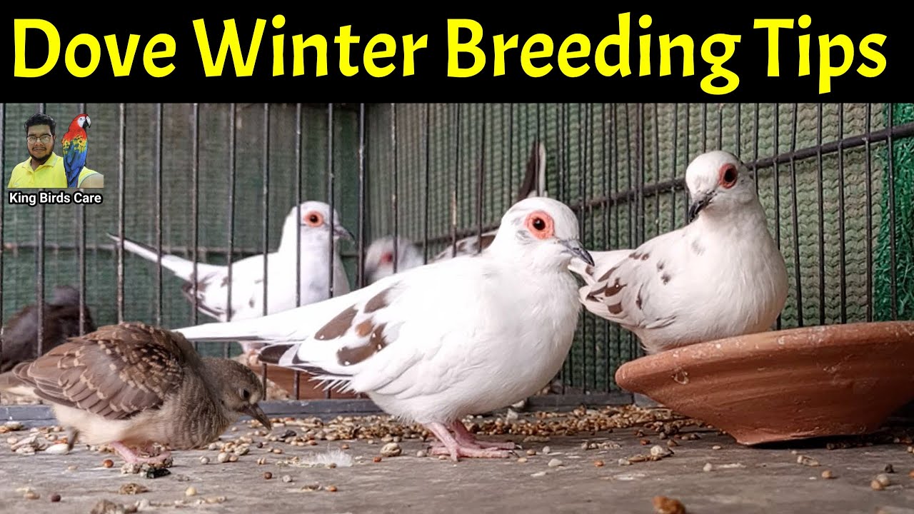 Diamond pied dove winter breeding tips | Pied dove breeding issues ...