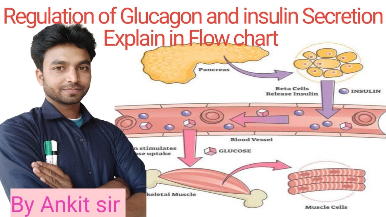 Part -13 Regulation of Glucagon and insulin Secretion Explain in Flow ...