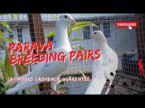 Top quality parava chicks and breeding Pairs പറവ കുഞ്ഞുങ്ങളും ജോഡികളും ...