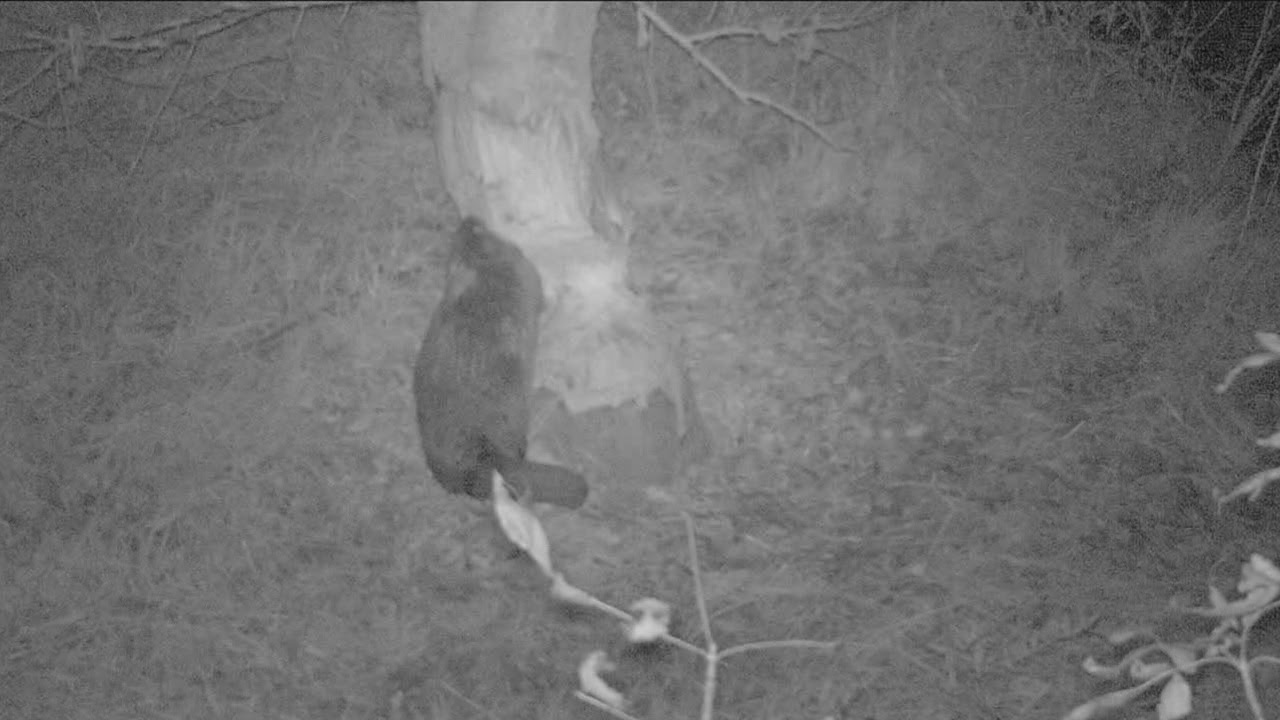 Caught on camera: Beaver fells dozens of trees at Milwaukee's Riverside ...