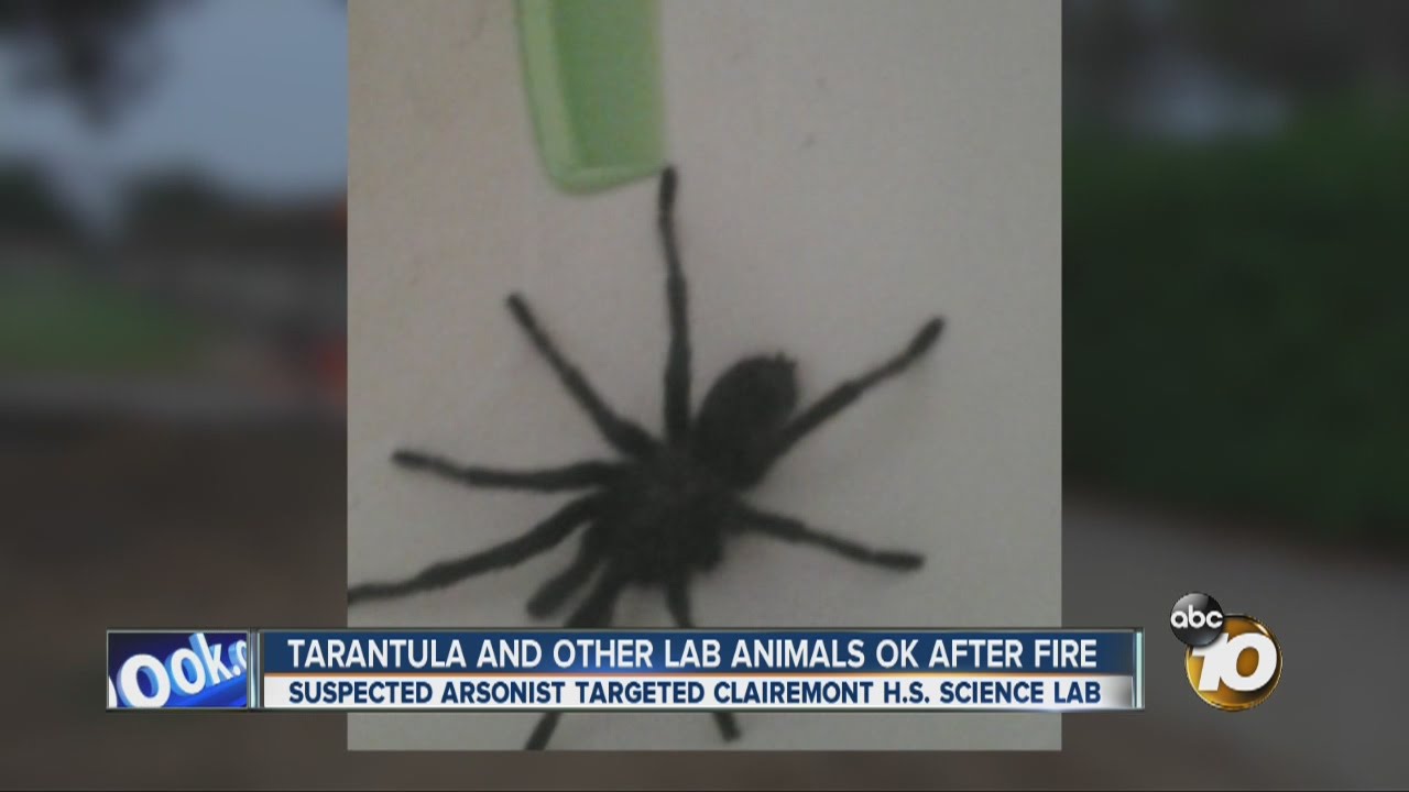 Tarantula and other lab animals okay after fire at Clairemont High ...