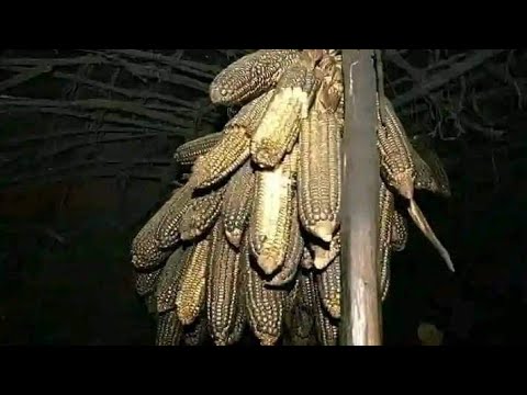 Pre fertilizer maize seeds. - YouTube