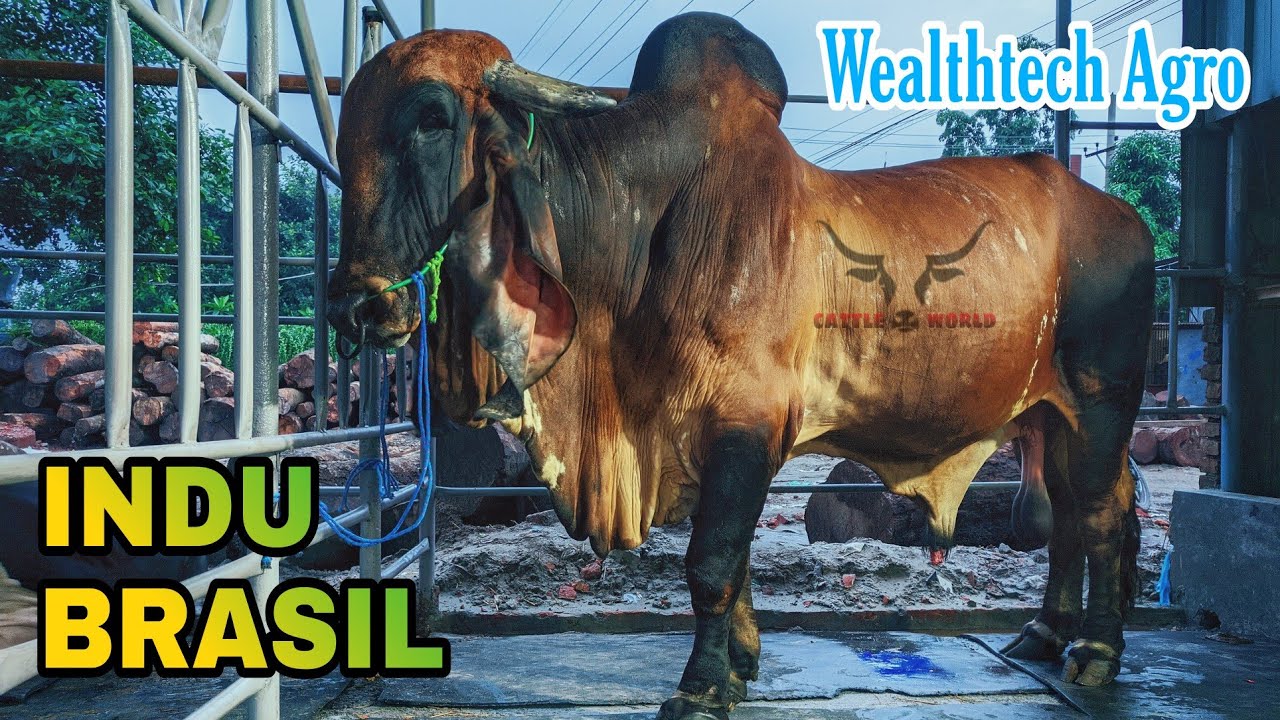 Indu Brasil Of Wealthtech Agro | Qurbani Eid 2021 Collections | Biggest ...
