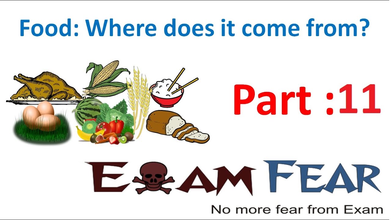 Biology Food Part 11 (Questions) Class 6 VI - YouTube