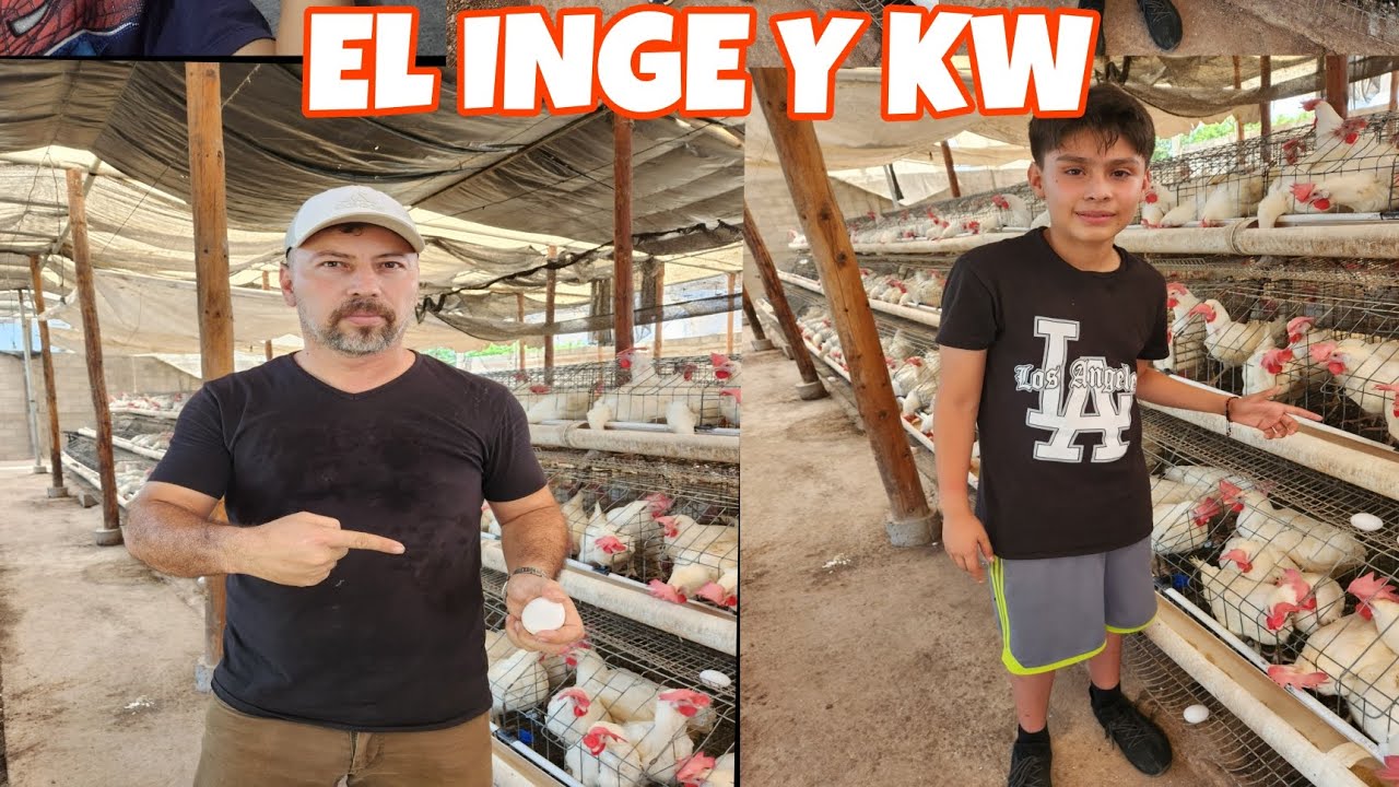 El Inge En La Granja #culiacan #sinaloa #viral #bitcoin (2) - YouTube