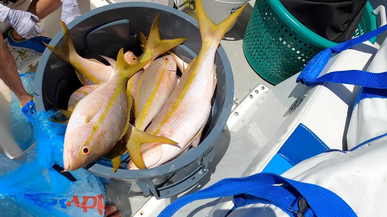 The Best Yellowtail fishing Trophy Yellowtail Snapper Miami Florida ...
