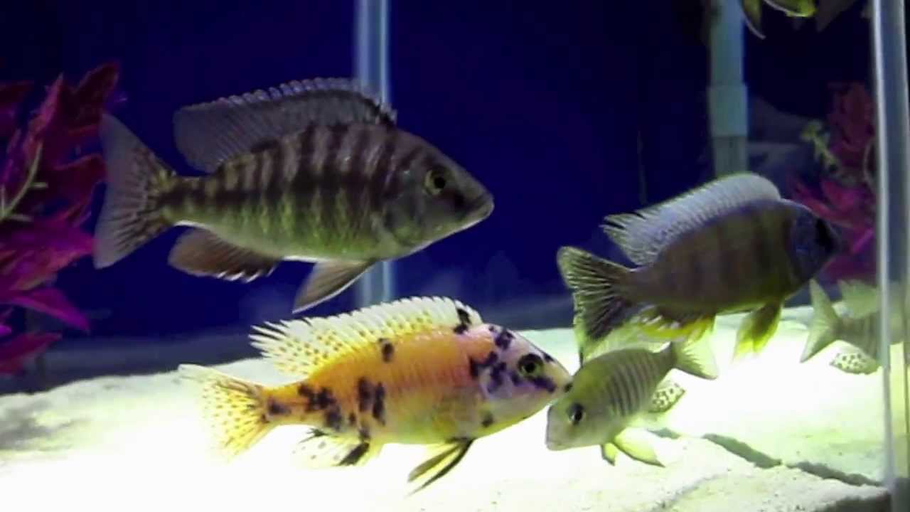 Baby Red Empress Cichlid
